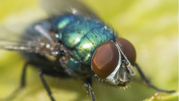 Мува цеце, цеце мува, це-це мува или мува це-це? | Описмени се